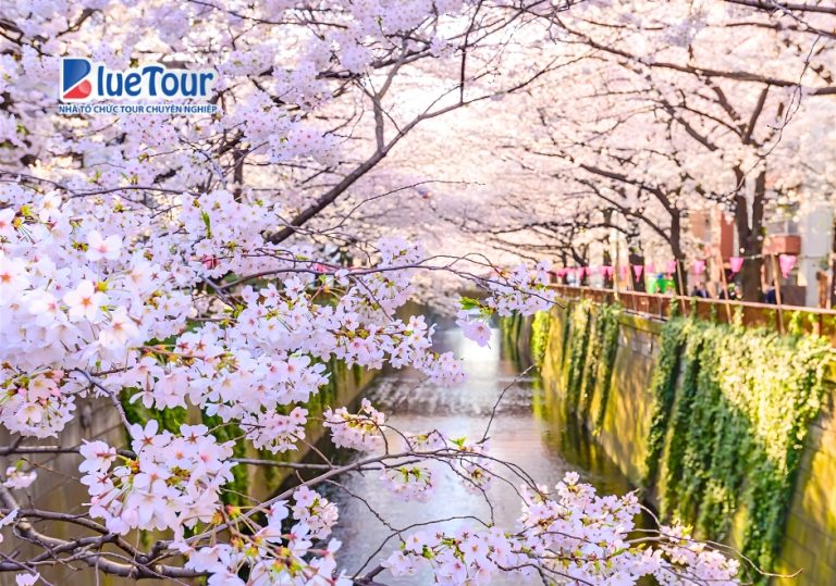 Lễ Hội Hoa Anh Đào Hanami Dưới Góc Nhìn Du Lịch