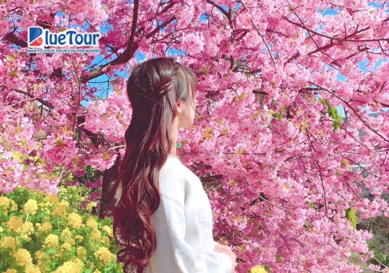 Lễ Hội Hoa Anh Đào Hanami Dưới Góc Nhìn Du Lịch